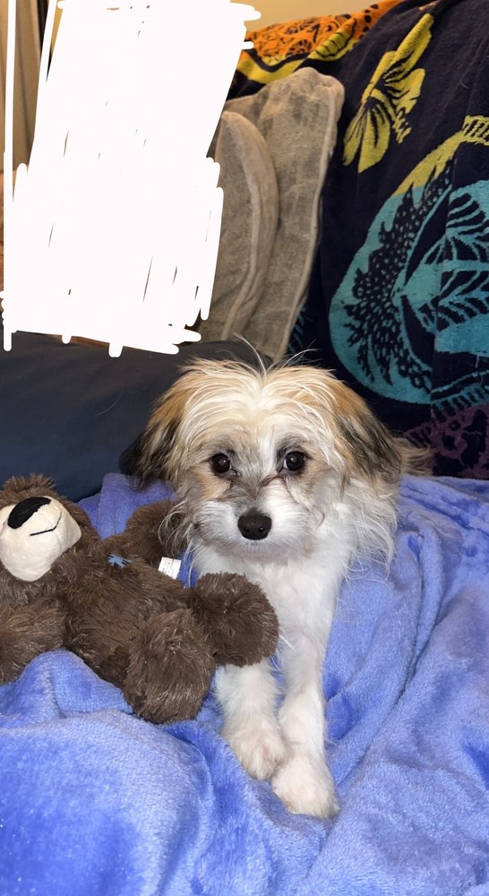 THE PAW PALACE - Updated October 2025 - 24 Photos & 23 Reviews - 5981 N ...