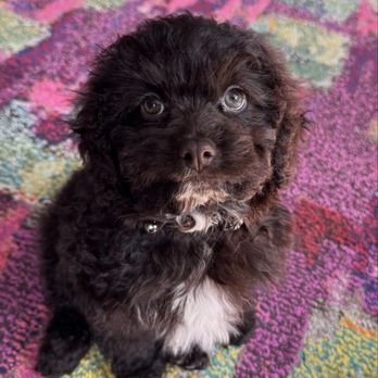 PET RANCH - Updated December 2025 - 39 Photos & 86 Reviews - 3833 E ...