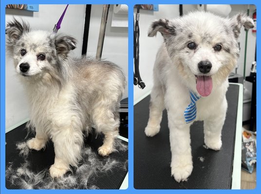 FURRY FRIENDS MOBILE PET SPA - Updated January 2025 - Conyers, Georgia ...