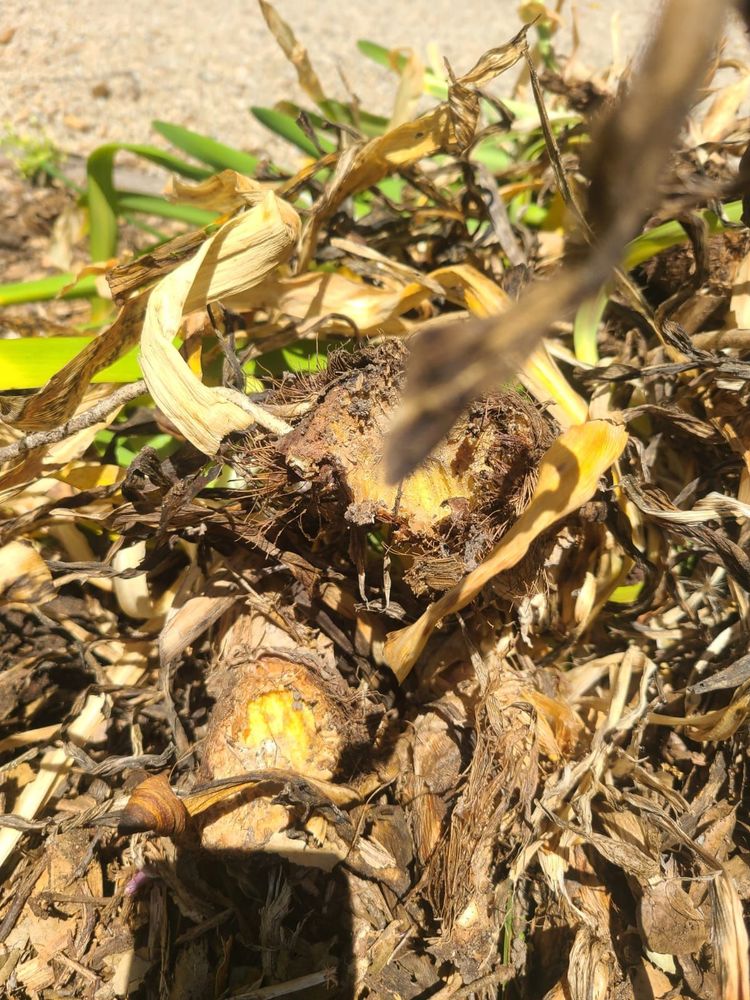 FAST GOPHER SERVICE - Updated December 2025 - 51 Photos - San Rafael ...