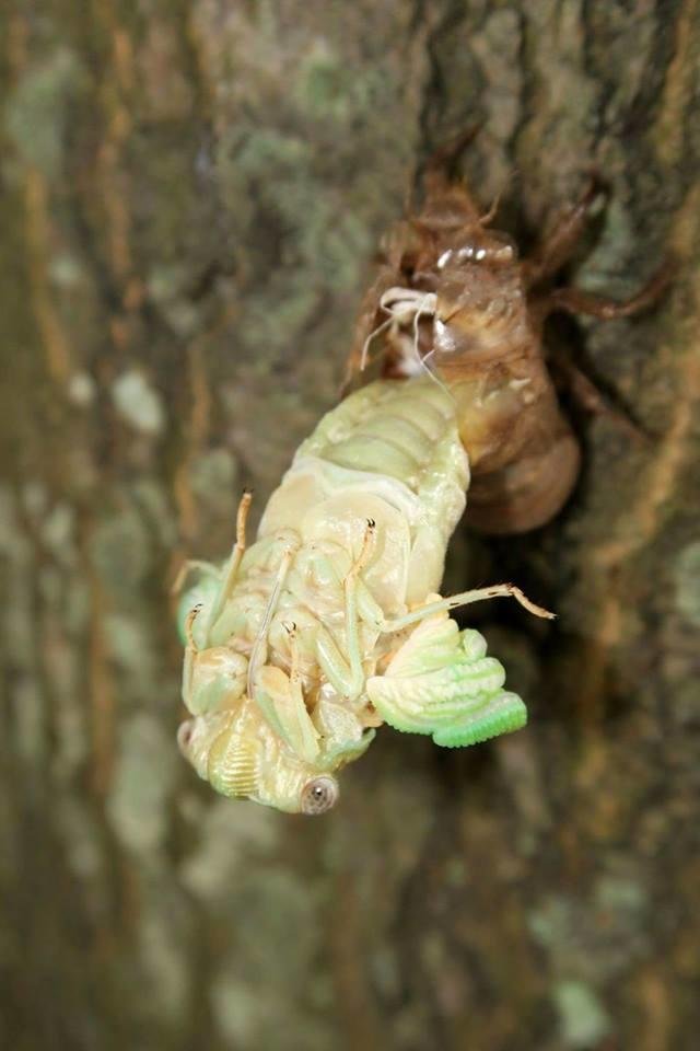 PEACOCK PEST PREVENTION - Updated April 2025 - Tomball, Texas - Pest ...