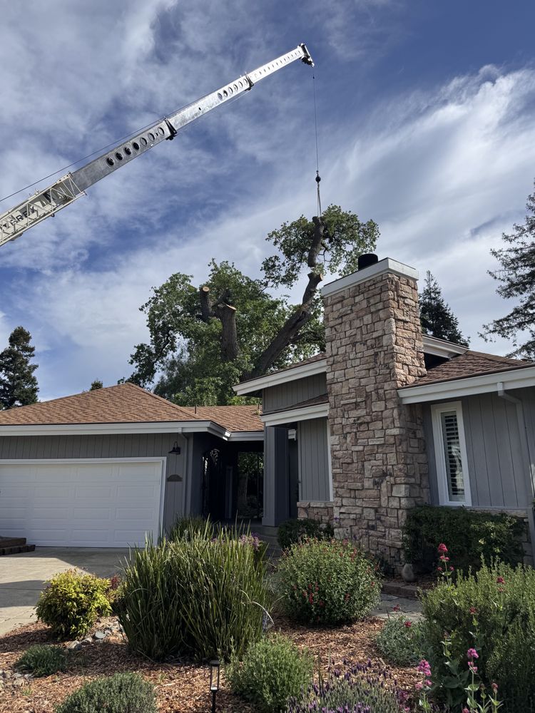 JULIAN TREE CARE - Updated April 2026 - 295 Photos & 325 Reviews ...