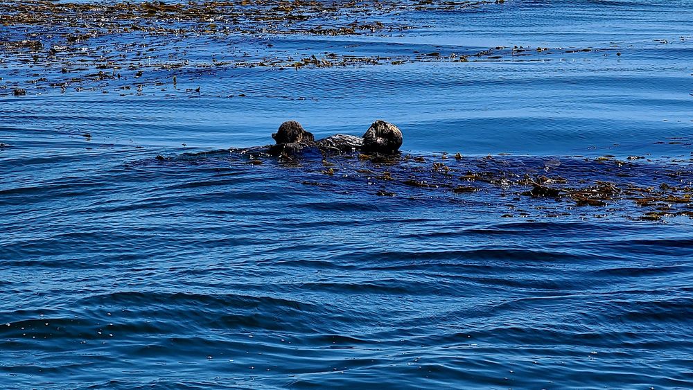 AVILA BEACH WHALE WATCHING - Updated January 2026 - 289 Photos & 341 ...