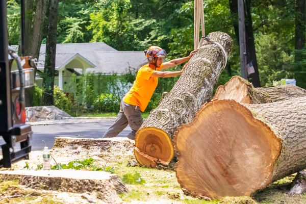 K&J TREE SERVICE - Updated August 2025 - 61 Photos & 34 Reviews - 2 ...