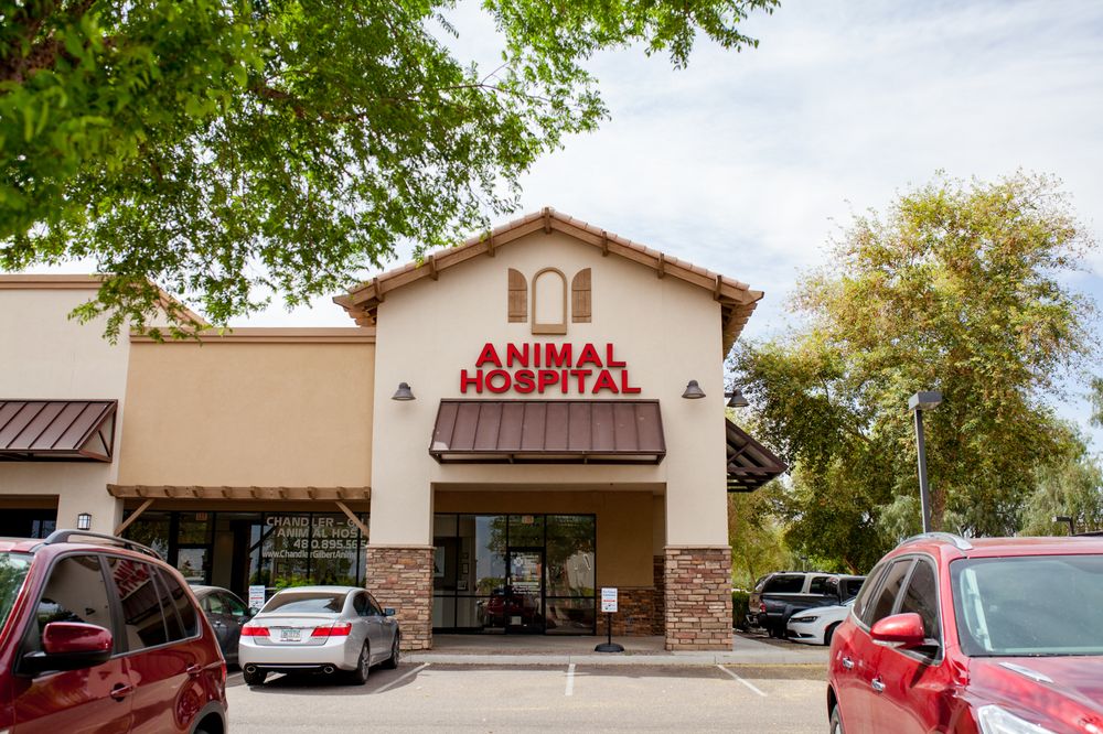 CHANDLER GILBERT ANIMAL HOSPITAL - Updated January 2026 - 45 Photos ...