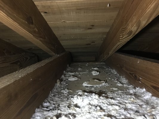 FLORIDA ATTIC PROFESSIONALS - Updated October 2025 - 27 Photos & 20 Reviews - Orlando, Florida ...