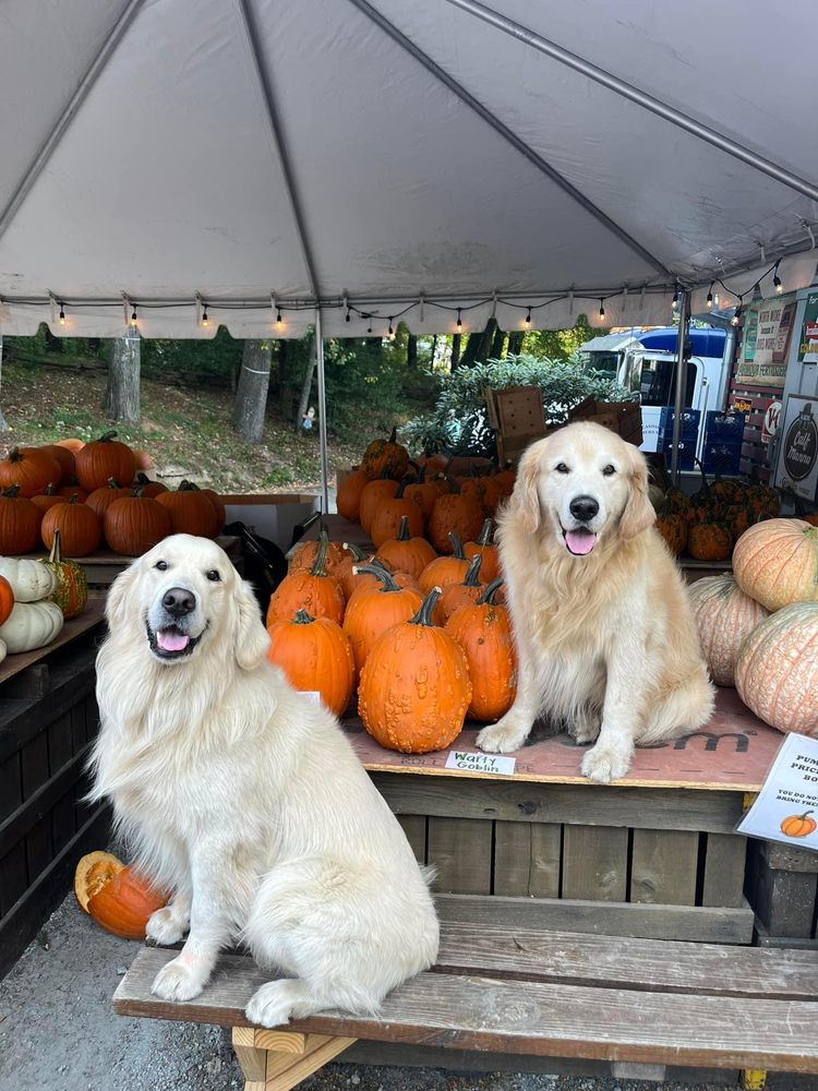 JACK & CO DOG WALKERS - Request a Quote - Sylva, North Carolina - Dog ...