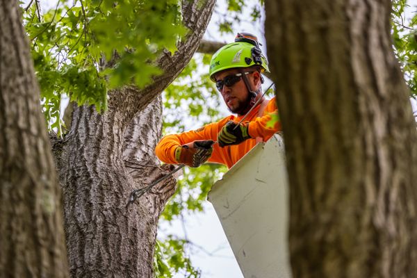 K&J TREE SERVICE - Updated December 2025 - 61 Photos & 38 Reviews - 2 ...