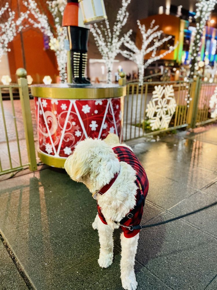 SNOWFLAKE LANE - 278 Photos & 104 Reviews - 575 Bellevue Square ...