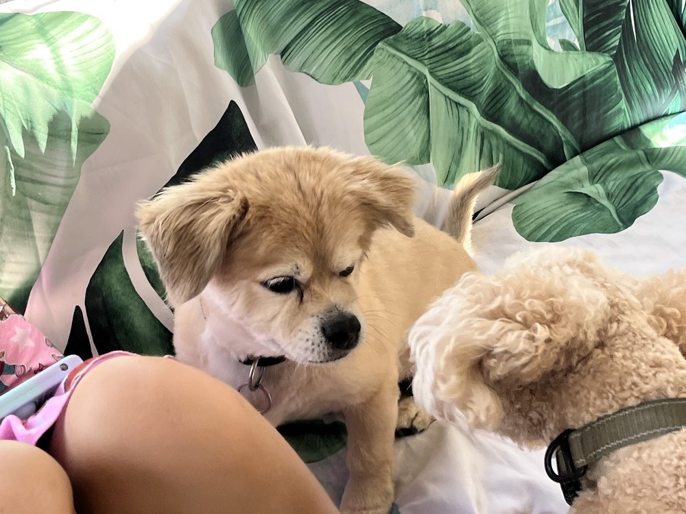 PLAYFUL PAL PET CARE - Updated October 2025 - 138 Photos & 61 Reviews ...