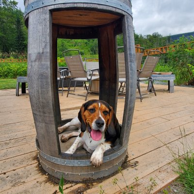 DOGGY HAVEN RESORT - Updated December 2025 - 72 Photos & 80 Reviews ...