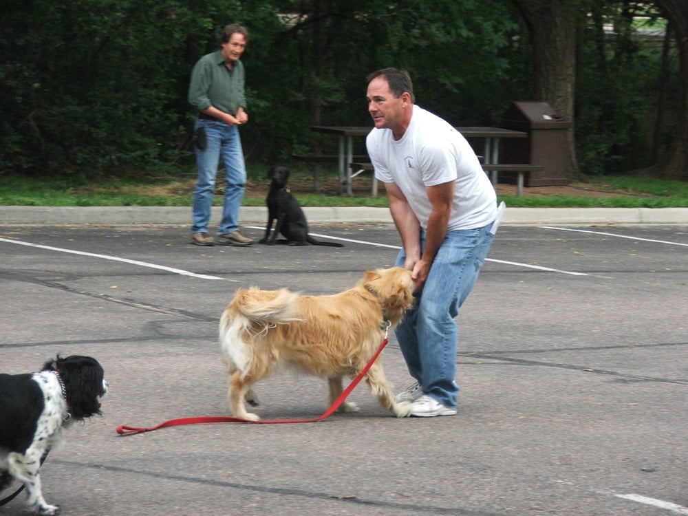 FOCUS DOG TRAINING - Updated May 2025 - 10 Photos - Montgomery, Texas ...