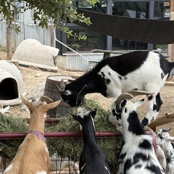 SCREAMING GOAT YARD & TAP - Updated October 2025 - 426 Photos & 288 ...