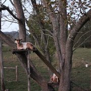 LAYMAN FAMILY FARMS - 56 Photos - 1815 Mountain View Church Rd, Blue ...