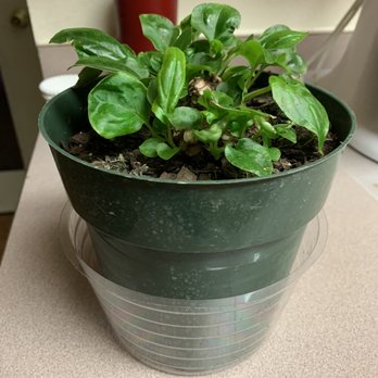 GREEN CONNECTION - Updated December 2025 - 14 Photos & 10 Reviews - 804 ...