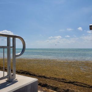 KEY WEST DOG BEACH - Updated November 2024 - 38 Photos & 25 Reviews ...