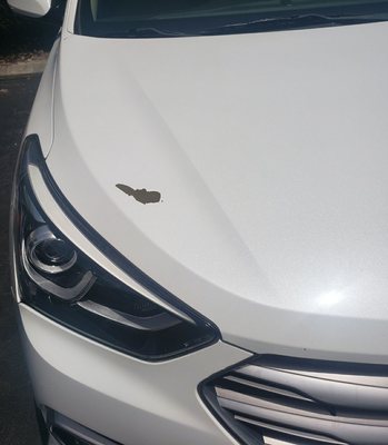 RICK CASE HYUNDAI PLANTATION - Updated March 2025 - 83 Photos & 392 ...