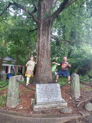 THE TREE THAT OWNS ITSELF - Updated October 2025 - 22 Photos & 15 ...