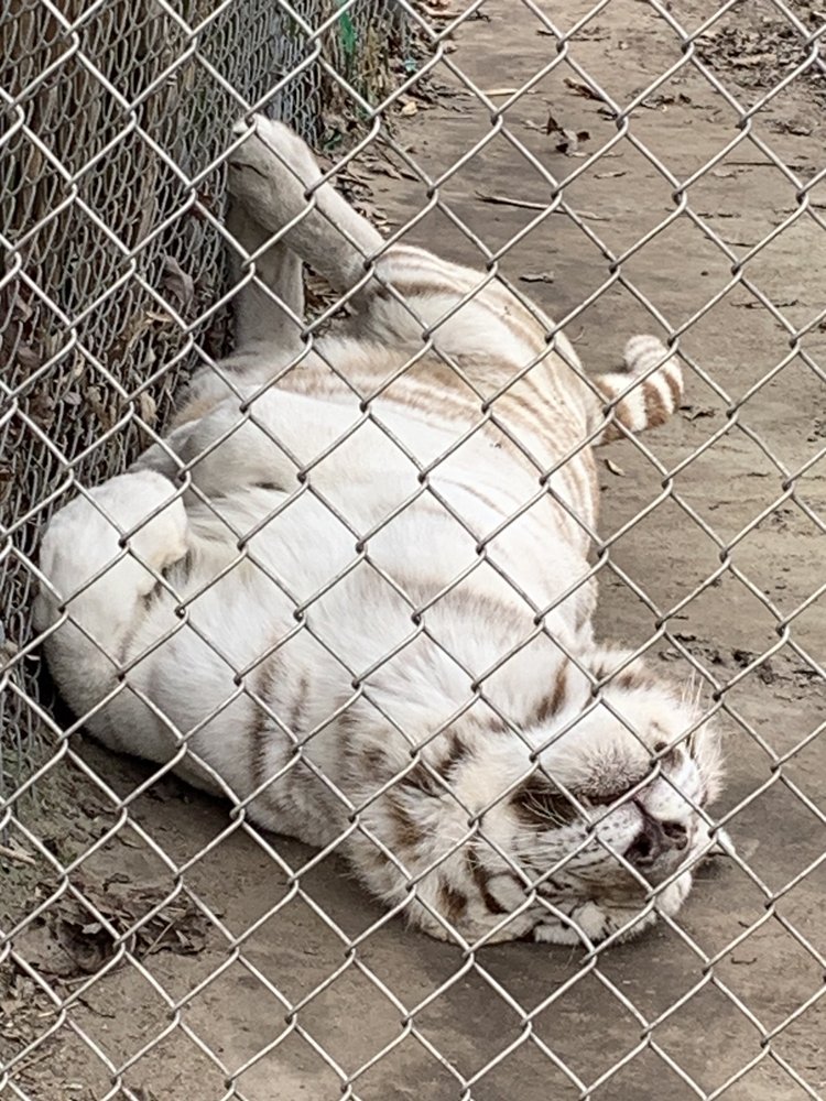 TIGER WORLD - Updated December 2025 - 449 Photos & 120 Reviews - 4400 ...