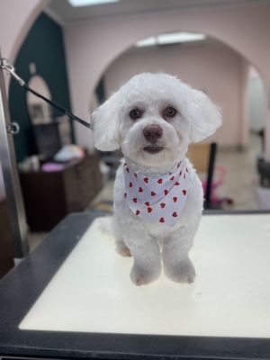 PETS IN STYLE GROOMING - Updated August 2025 - 34 Photos & 10 Reviews ...