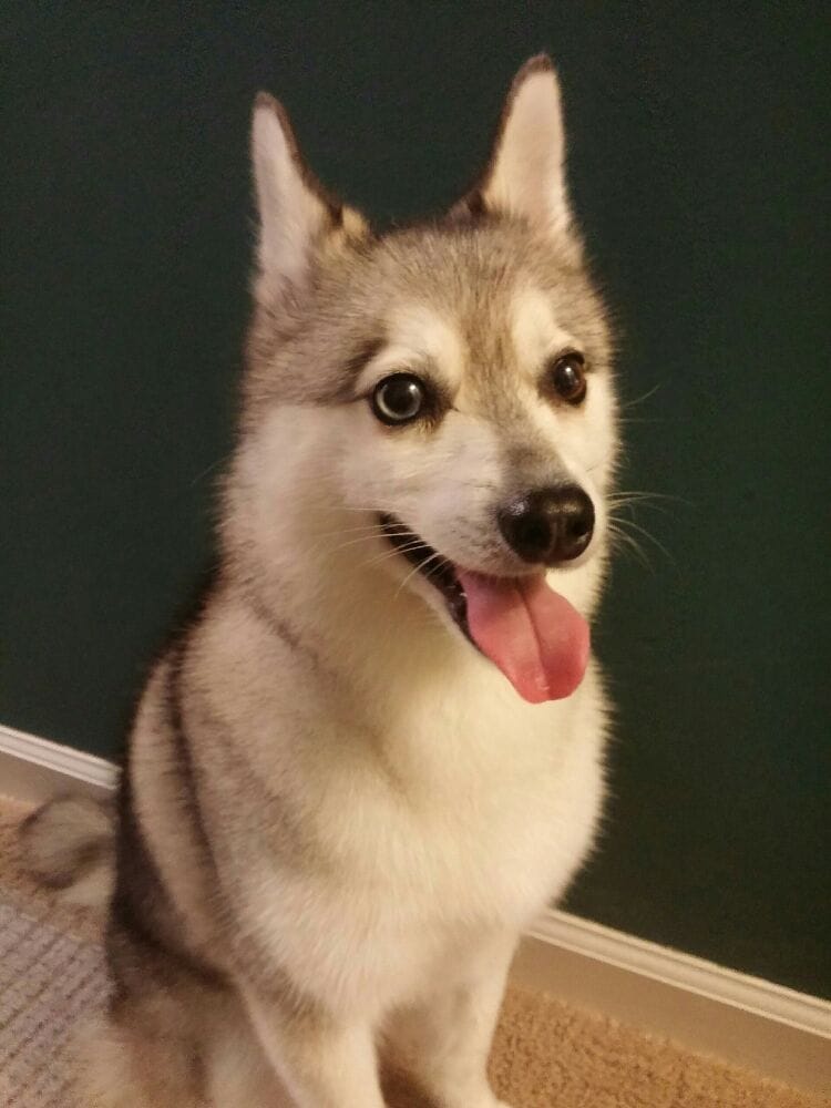 MUTTY PAWS GROOMING - Updated December 2025 - 24 Reviews - 6473 ...