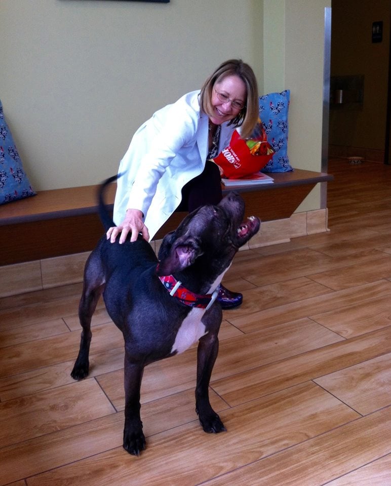 SUMMIT ANIMAL HOSPITAL - Updated January 2026 - 10 Photos & 14 Reviews ...