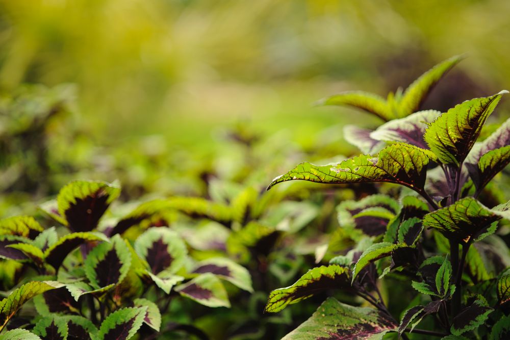 ROYAL GREEN DESIGN - Updated April 2025 - 11 Photos - Seattle ...