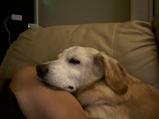SUN CITY ANIMAL HOSPITAL - Updated June 2026 - 13 Photos & 22 Reviews ...