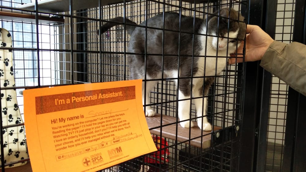 MARKHAM PUBLIC LIBRARY - THORNHILL COMMUNITY CENTRE BRANCH - Updated ...