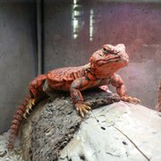 TWIN CITIES REPTILES - 62 Photos & 42 Reviews - 2363 University Ave W ...
