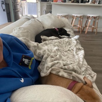 BRANDON FOUCHE - DOG AGGRESSION EXPERT - Updated October 2025 - 90 ...