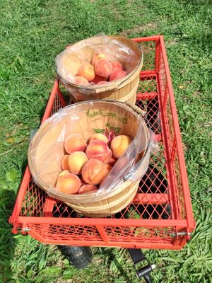 GOGLE FARMS - Updated October 2025 - 34 Photos - 5017 Mulberry St ...