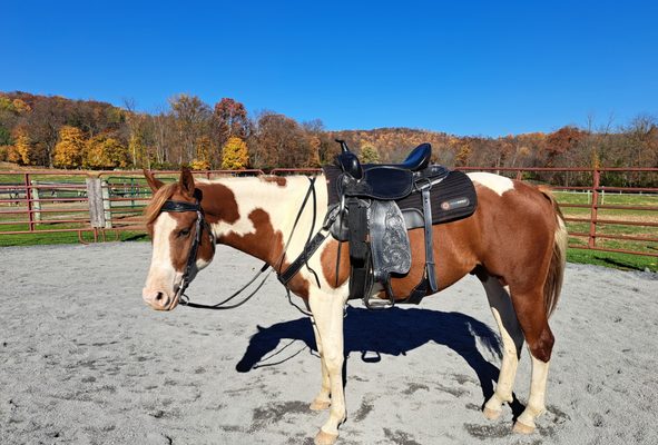 VON DOHREN STABLES - Updated January 2026 - 21 Photos - 457 Oley ...