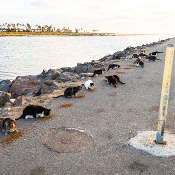 CAT JETTY - Updated October 2025 - 163 Photos & 15 Reviews - 2510 ...
