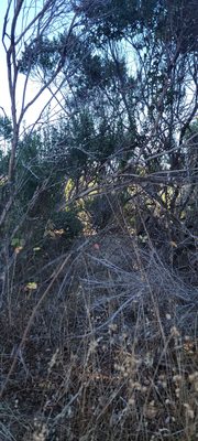 CRYSTAL SPRINGS CROSS COUNTRY COURSE - Updated September 2025 - 40 ...