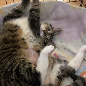 TORONTO VETERINARY EMERGENCY HOSPITAL - Updated November 2025 - 21 ...