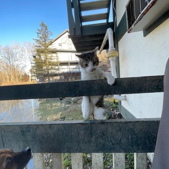 HUMANE SOCIETY OF SUMMIT COUNTY - Updated July 2025 - 23 Photos & 20 ...