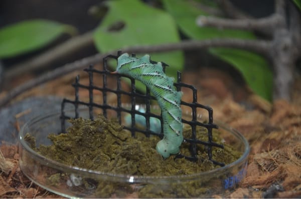 AUDUBON BUTTERFLY GARDEN AND INSECTARIUM - Updated July 2025 - 959 ...