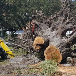 JOE’S TREE SERVICE - 27 Photos - Tree Services - Plant City, FL - Phone ...