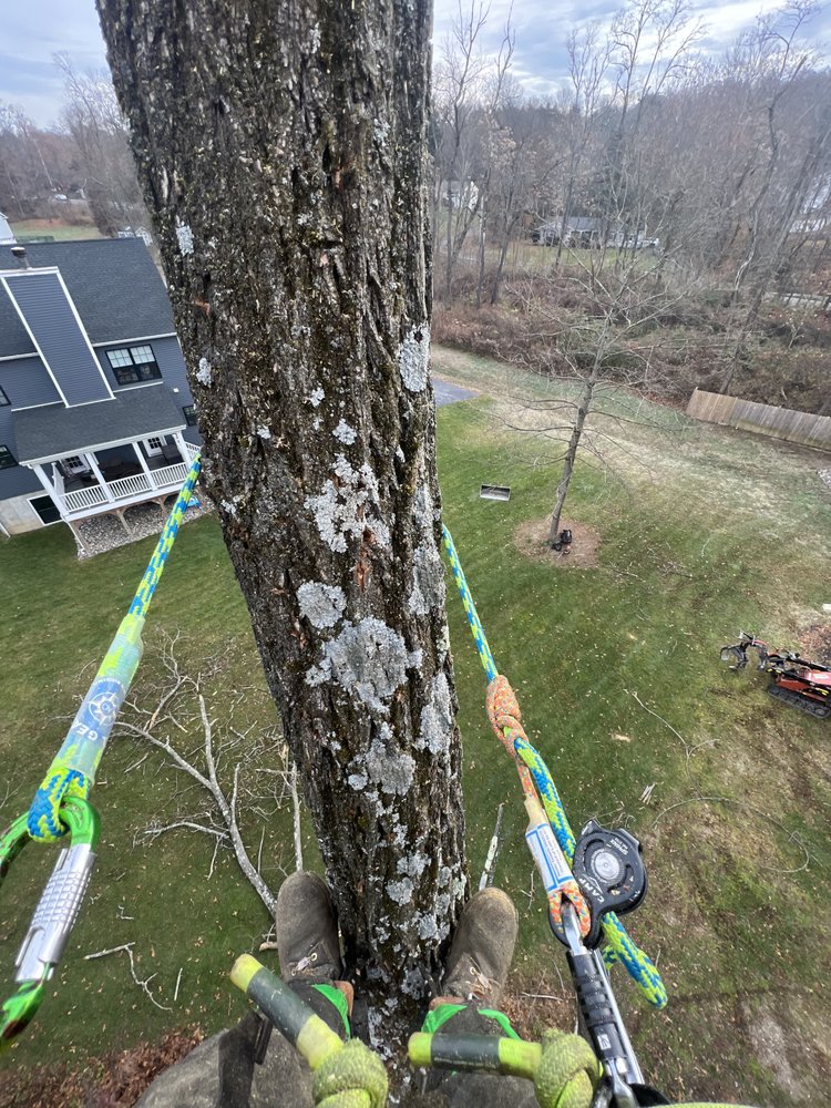 TYLER’S TREE CARE - Updated July 2025 - Request a Quote - Hopewell ...