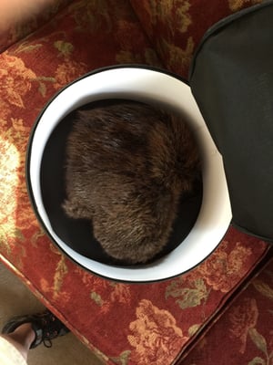 WILDTHINGS FUR - Updated October 2025 - S2471 Hwy 131, Rockton ...