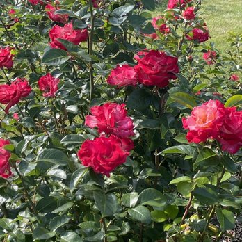 MAPLEWOOD ROSE GARDEN - Updated October 2025 - 109 Photos & 11 Reviews ...