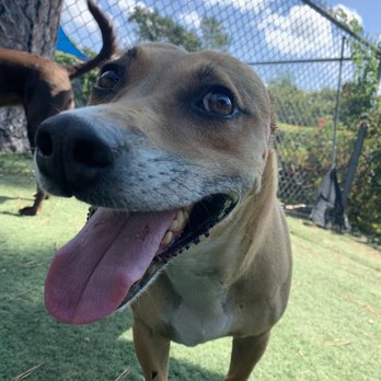 THE RUFF HOUSE STAY & PLAY AT BAYSIDE - Updated February 2026 - 57 Photos & 57 Reviews - 5201 ...