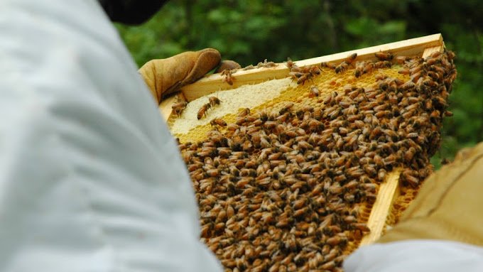 MANN LAKE BEE & AG SUPPLY - Updated November 2025 - 18 Reviews - 501 ...