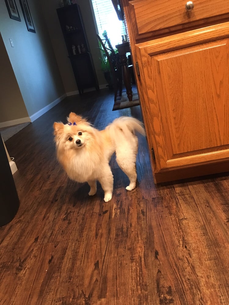 CHRISTINAS PRETTY PAWS - Updated August 2025 - 1510 Hartnell Ave ...