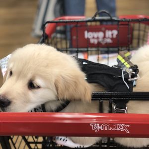 TARGET - 58 Photos & 42 Reviews - 195 N Bedford Rd, Mount Kisco, NY - Yelp