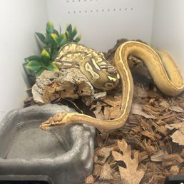 DFW REPTARIUM - Updated December 2025 - 97 Photos & 105 Reviews - 2220 ...