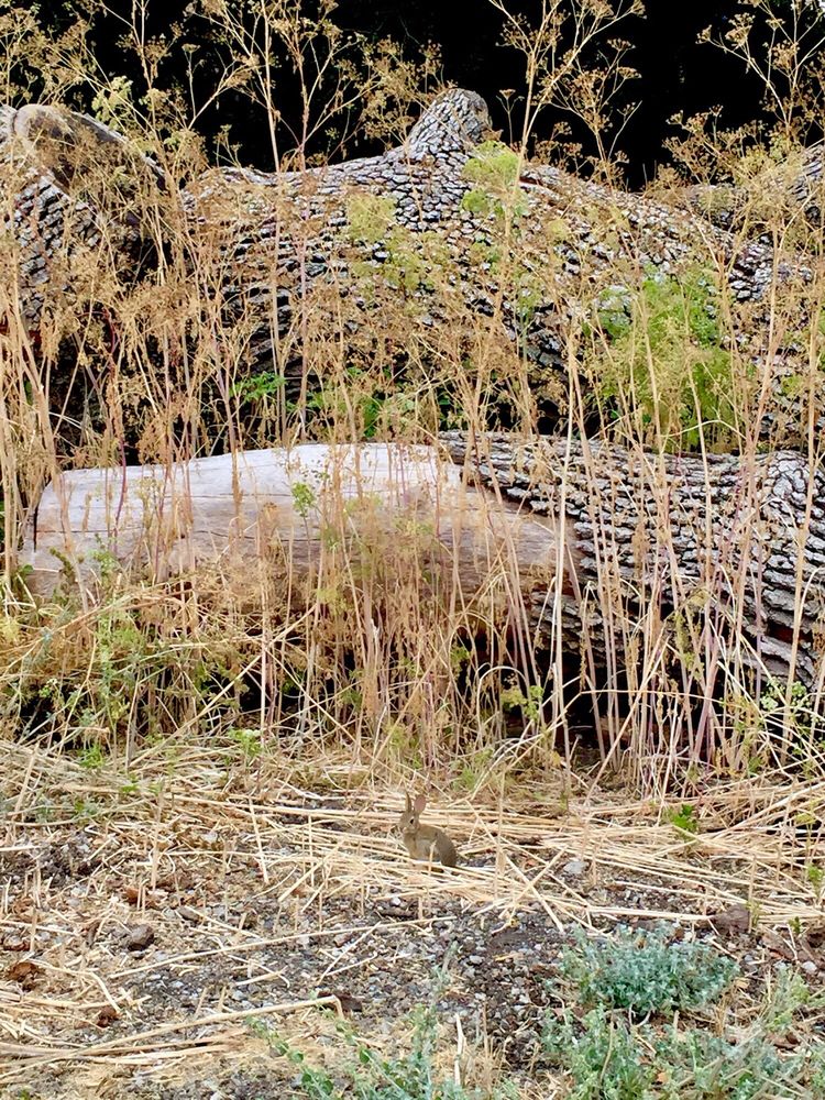 TASSAJARA CREEK REGIONAL PARK - 62 Photos & 14 Reviews - Hiking - 6100 ...