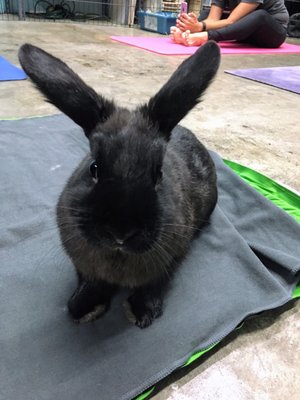 SAN DIEGO HOUSE RABBIT SOCIETY - 44 Photos & 56 Reviews - Animal ...