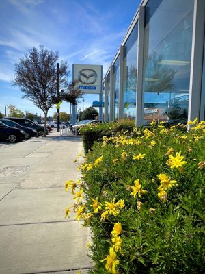 STAR MAZDA - Updated November 2025 - 127 Photos & 901 Reviews - 1401 S ...